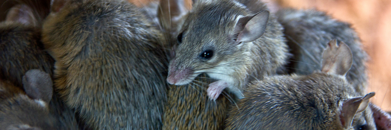 Rodents - Menlo Park Pest Control Xperts